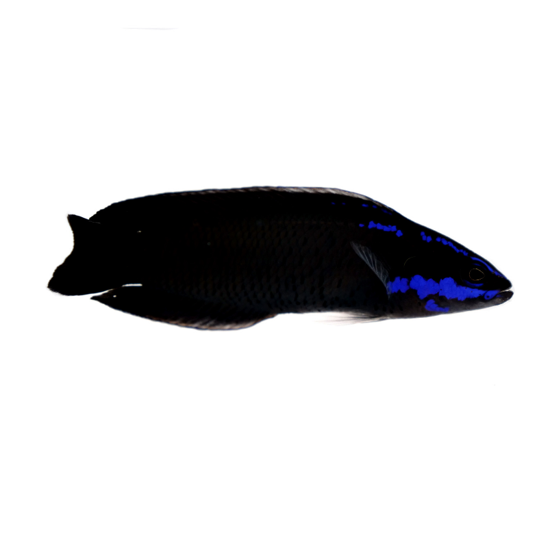 Buy Pseudochromis springeri - Bluestriped Dottyback from captive breeding