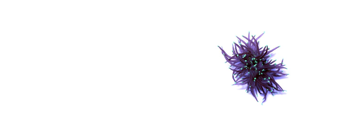 Coralaxy - Your Onlineshop of Aquacultured Life for Reef Tanks EU-wide