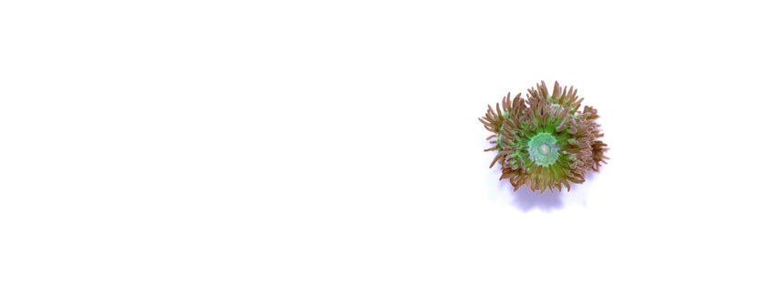 Coralaxy - Your Onlineshop of Aquacultured Life for Reef Tanks EU-wide