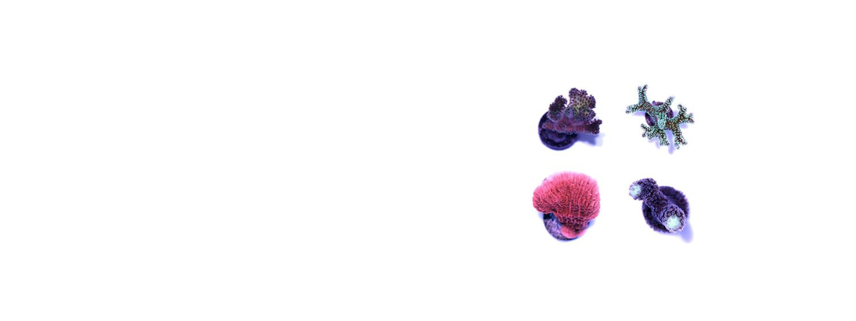 Coralaxy - Your Onlineshop of Aquacultured Life for Reef Tanks EU-wide