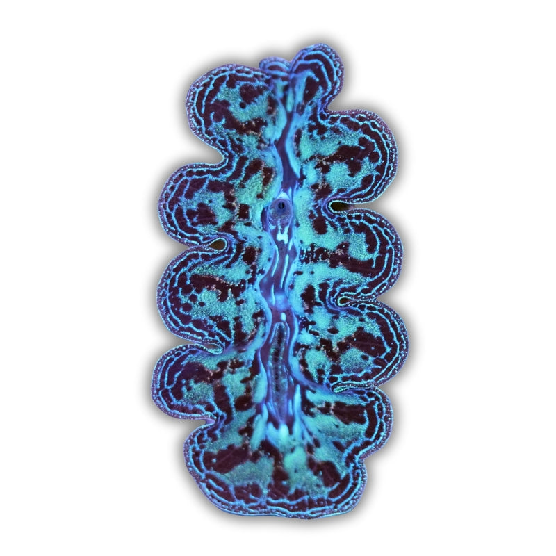 Coralaxy - Your Onlineshop of Aquacultured Life for Reef Tanks EU-wide