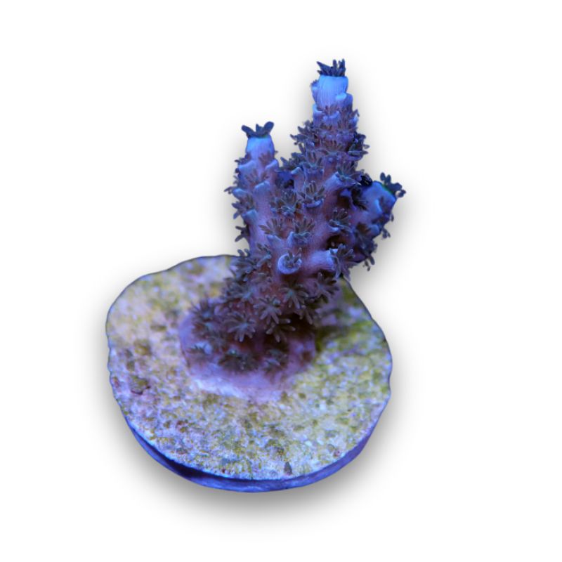 Acropora Korallen kaufen – robuste und farbstabile SPS Nachzuchten