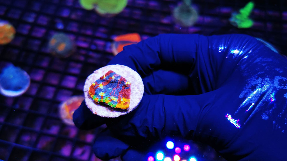 Coralaxy - Your Onlineshop of Aquacultured Life for Reef Tanks EU-wide