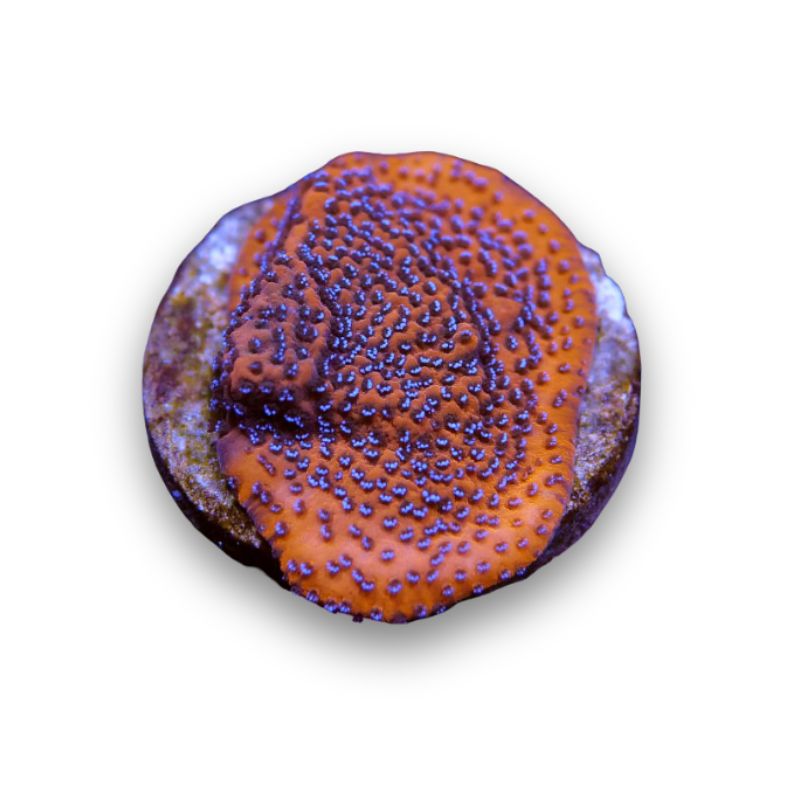 Buy Montipora Mystic Sunset - Monti from breeding - bright!