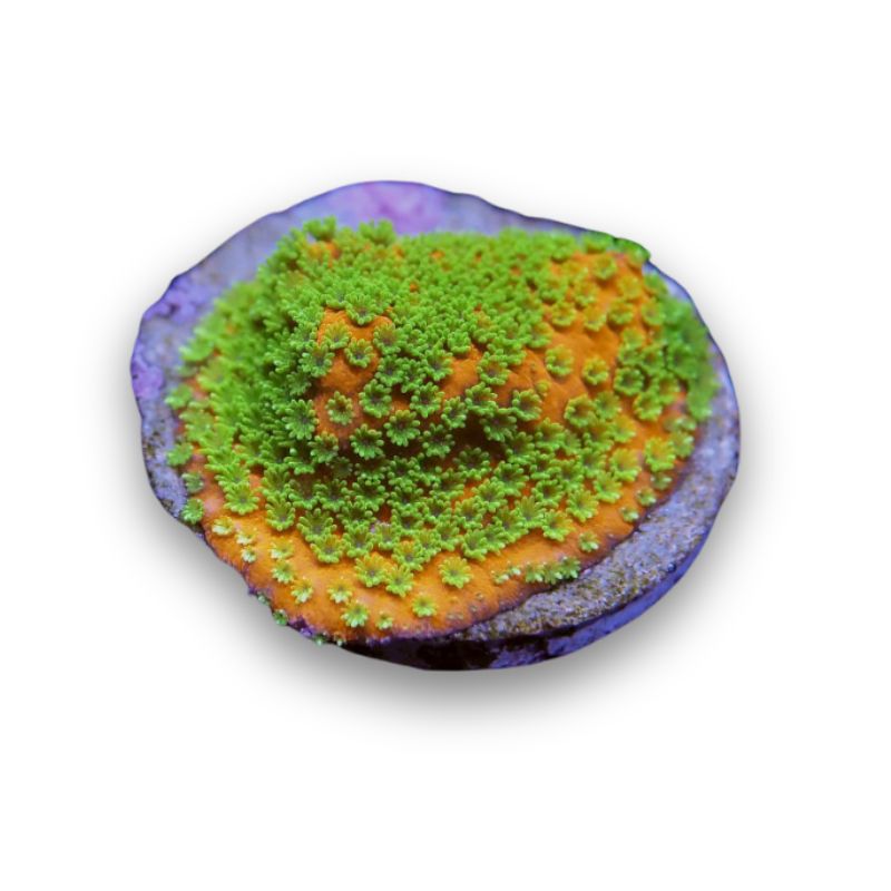 Buy Montipora Sunset - Monti from breeding - bright!