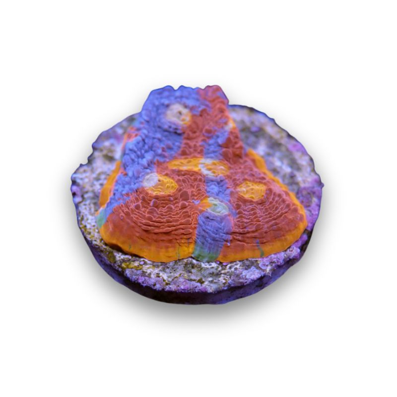 Chalice 'Flaming Bugatti' – exklusive Rainbow-Chalice | Coralaxy