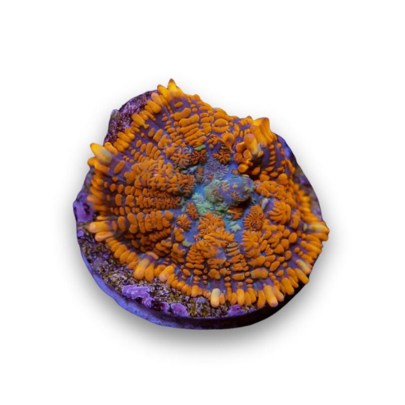 Buy Rhodactis Superman - for beginners and collectors