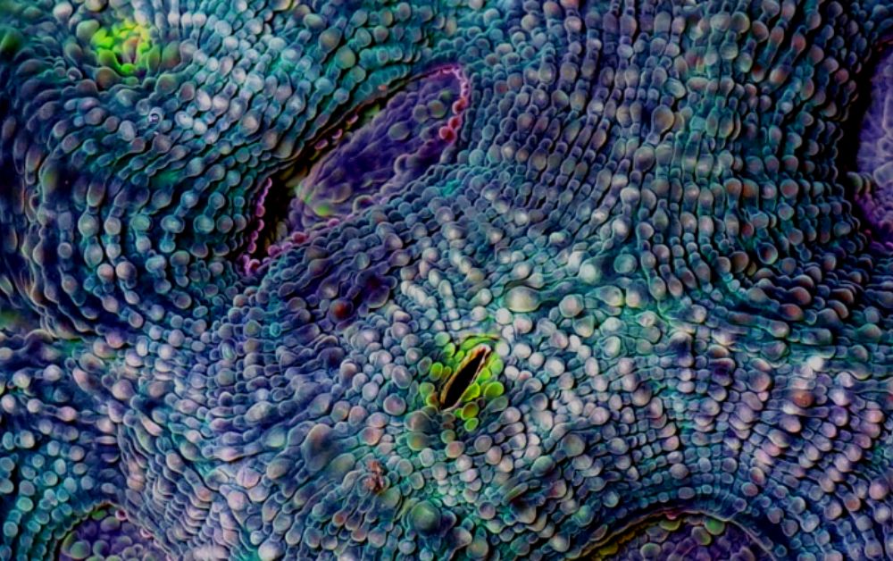 Coralaxy - Your Onlineshop of Aquacultured Life for Reef Tanks EU-wide