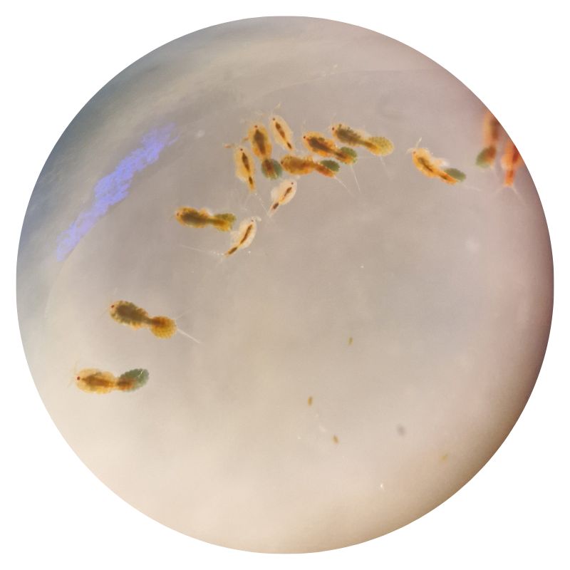 Buy Tisbe - Copepods - Zooplankton for the saltwater aquarium