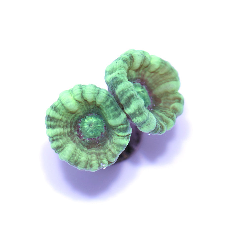 Buy Caulastrea furcata - LPS coral from captivity - beginners