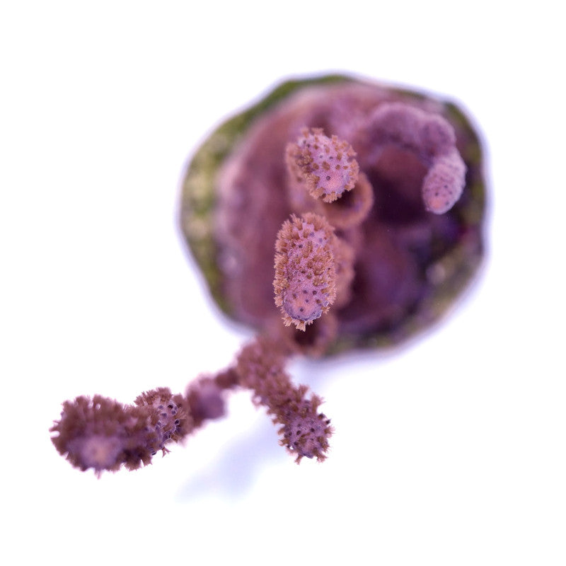 Buy Gorgonian - Rumphella - Bush Gorgonian