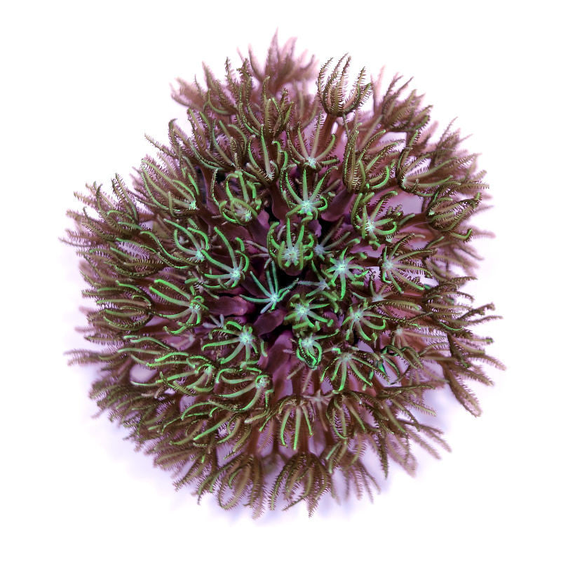 Tubipora musica green - Buy organ coral - Perfect for nano tanks!