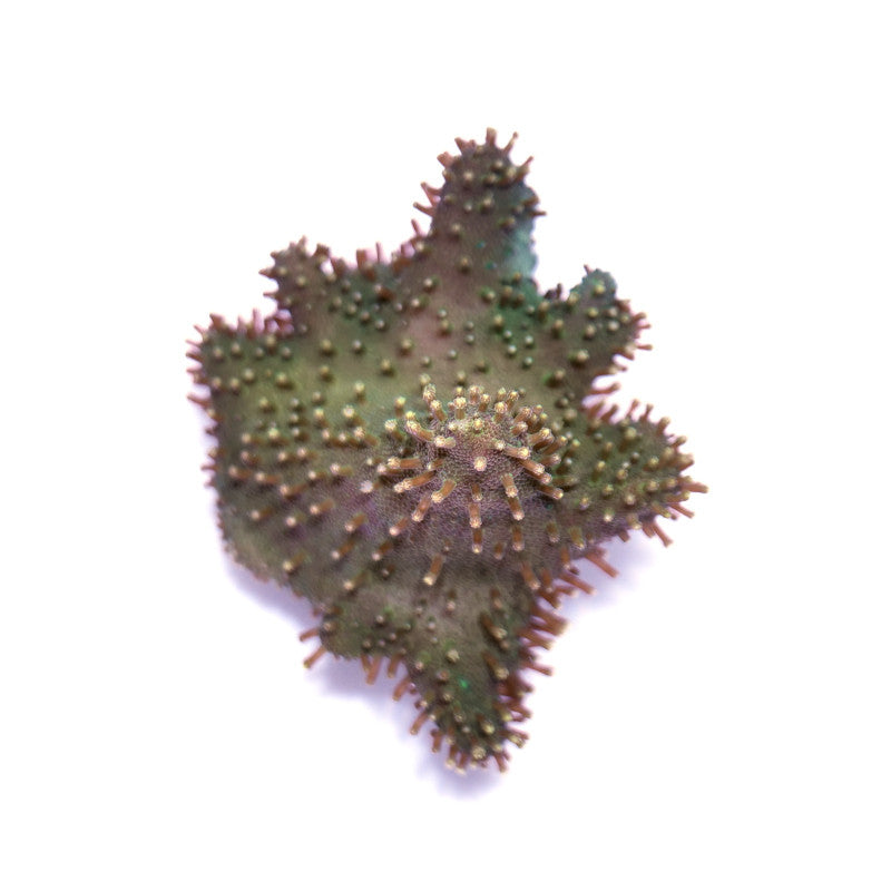 Buy leather coral - Lobophytum from breeding