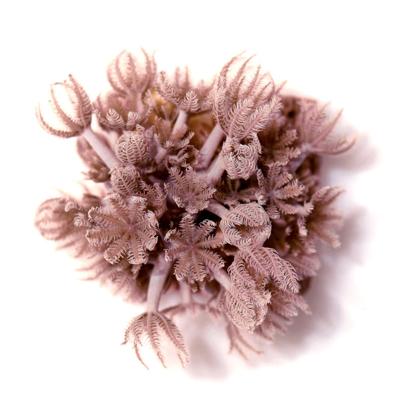 Coralaxy - Your Onlineshop of Aquacultured Life for Reef Tanks EU-wide