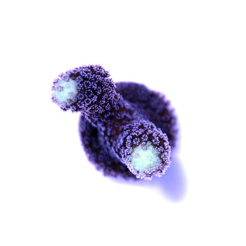 Coralaxy - Your Onlineshop of Aquacultured Life for Reef Tanks EU-wide