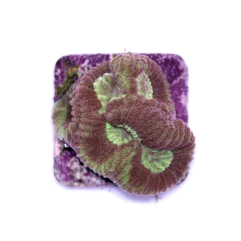 Buy Goniastrea coral - bred brain coral