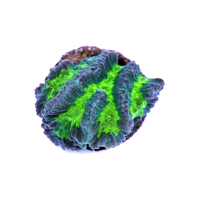 Buy Platygyra coral - bright green - bred brain coral