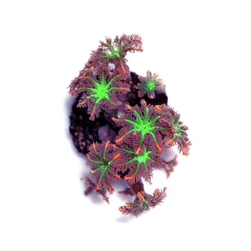 Coralaxy - Your Onlineshop of Aquacultured Life for Reef Tanks EU-wide