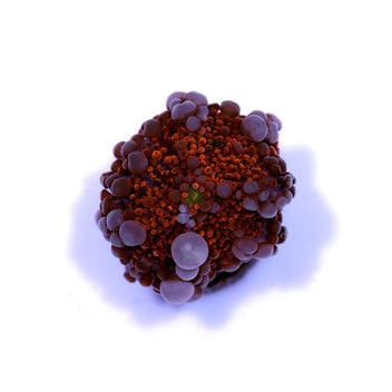 Coralaxy - Your Onlineshop of Aquacultured Life for Reef Tanks EU-wide