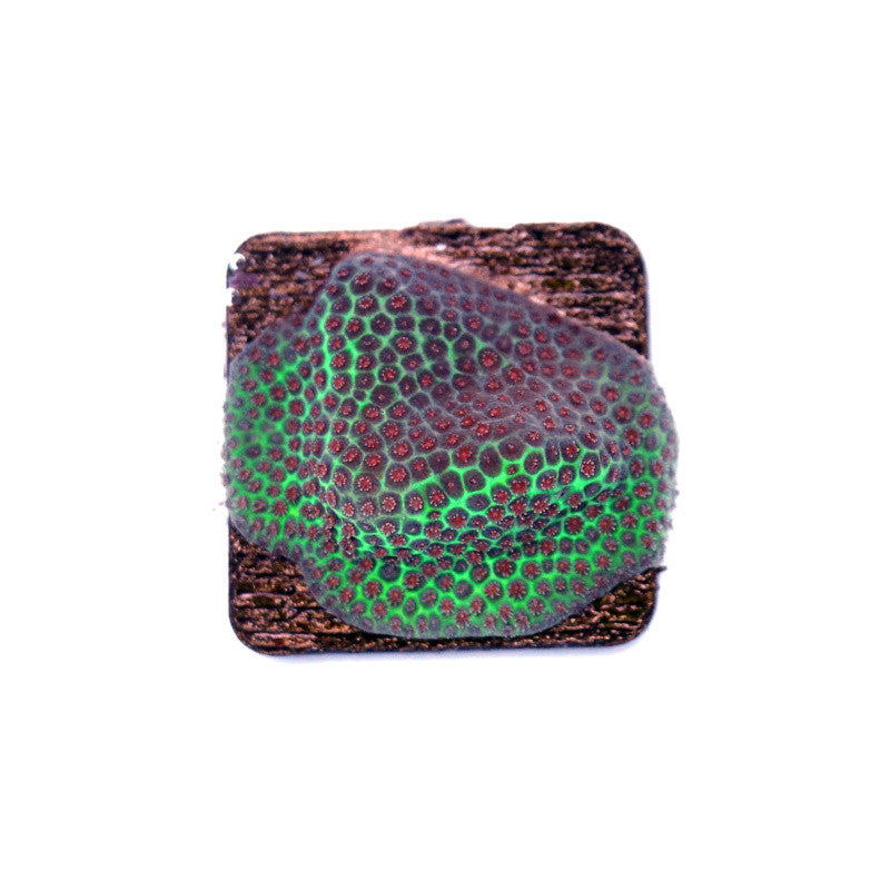 Buy Porites Grinch - SPS Coral - Breeding