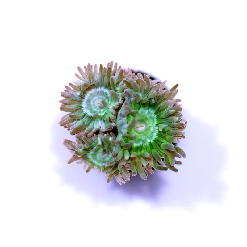 Coralaxy - Dein Onlineshop für Korallen & Co aus Nachzucht