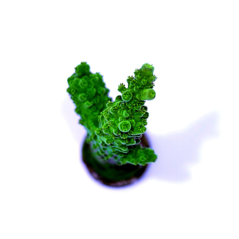 Buy Acropora Green Slimer - SPS coral in green - breeding