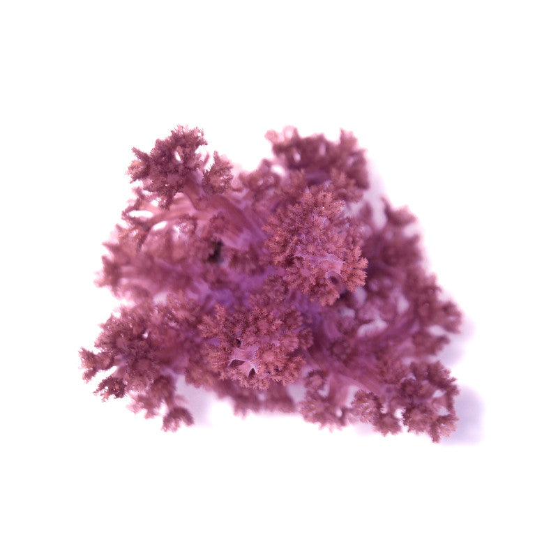Klyxum coral - breeding - coral for the running-in phase