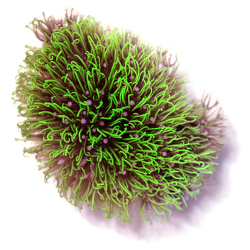 Coralaxy - Dein Onlineshop für Korallen & Co aus Nachzucht