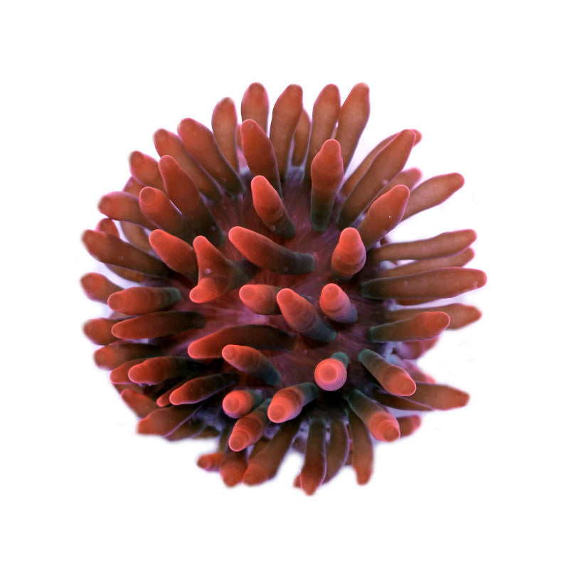 Entacmea quadricolor - Buy copper anemone - offspring